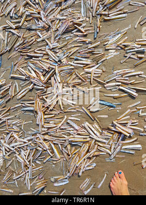 Sword Razor (Ensis ensis) on a beach, North Sea Stock Photo - Alamy
