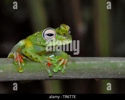 Canal Zone tree frog Stock Photo - Alamy