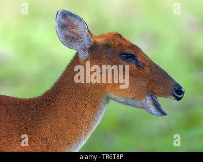 barking deer, kakar, Indian muntjac (Muntiacus muntjak), male at Stock ...