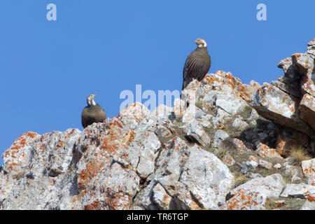 Caucasian snowcock (Tetraogallus caucasicus), in flight, Azerbaijan ...