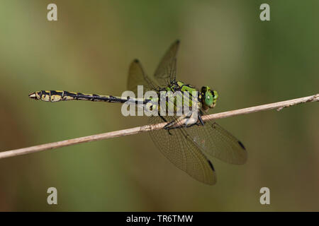 Serpentine dragonfly, Green Snaketail (Ophiogomphus serpentinus ...