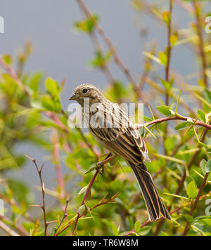 Rock bunting Emberiza cia juvenile sitting on bush with nice bright ...