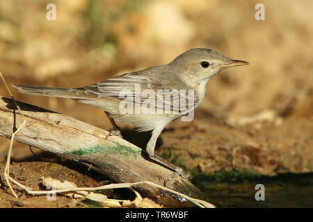 upcher's warbler (Hippolais languida), during autumn migration in Al ...