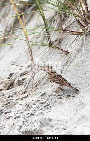 rustic bunting (Emberiza rustica), A rare vagrant to the Netherlands ...