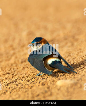 Eastern red-rumped swallow, red-rumped swallow (Hirundo daurica ...