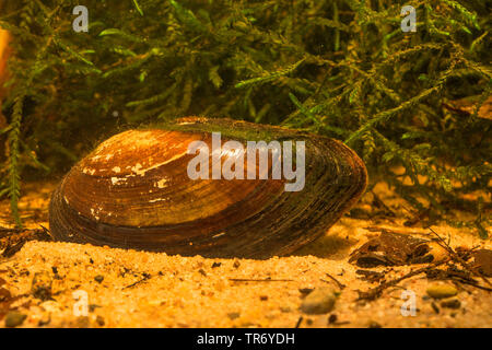 Common pond mussel, duck mussel (Anodonta anatina), with visible ...