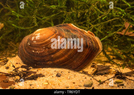 swan mussel (Anodonta cygnea), at the bottom of the pond, Germany Stock ...