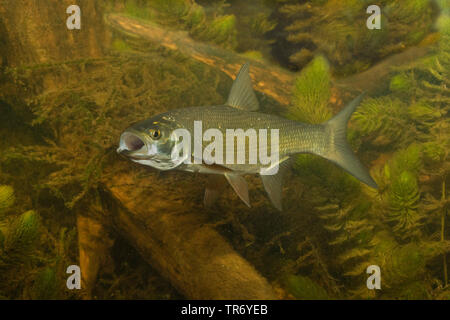 asp (Aspius aspius, Leuciscus aspius), side view, Germany Stock Photo ...