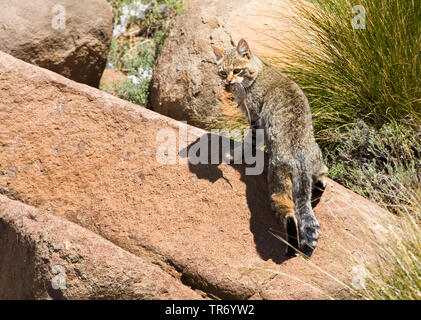 African wildcat (Felis lybica, Felis libyca, Felis silvestris lybica ...
