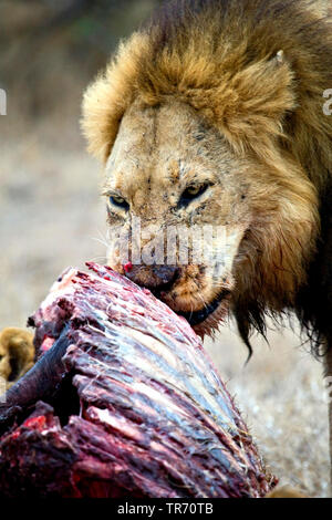 A closeup shot of a male lion biting a female lion in a forest Stock ...