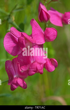 botany, Sweet peas, (Lathyrus), Tuberous Pea, (Lathyrus tuberosus), on ...
