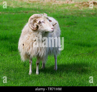 White horned heath Stock Photo - Alamy