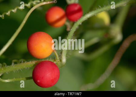 Berries of White bryony, Bryonia dioica, in autumn hedgerow Stock Photo ...