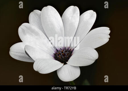 African Daisy, Lavender African Daisy, Norlindh freeway daisy ...