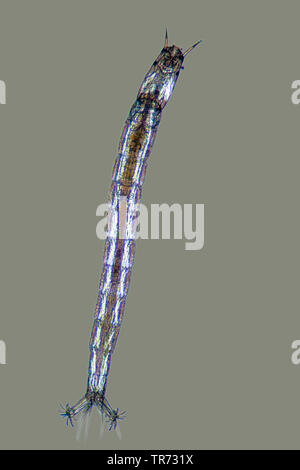 Insect larva under the microscope, vertical field of view is about 3mm ...