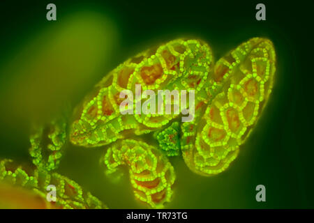 lily (Lilium spec.), pollen of a lily, Phase contrast microscopy, x 100 ...