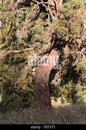 Polylepis (Polylepis spec.), Polylepis forest at Papallacta Pass ...