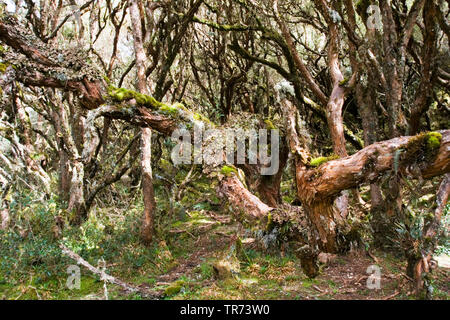 Polylepis (Polylepis spec.), branches, Ecuador Stock Photo - Alamy
