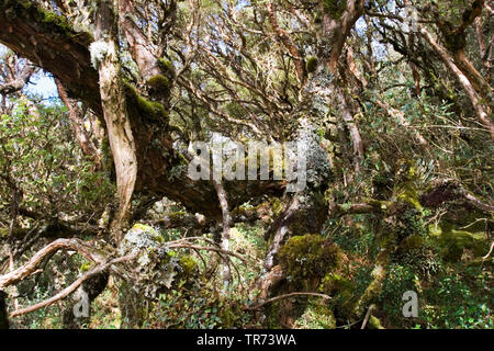 Polylepis (Polylepis spec.), branches, Ecuador Stock Photo - Alamy