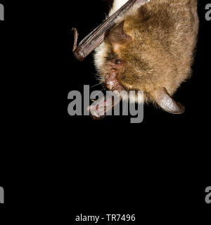 Portrait of Natterer's bat (Myotis nattereri) in a natural habitat ...