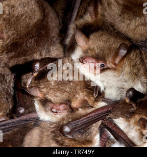 Natterer's bat (Myotis nattereri), group hanging down a ceiling ...