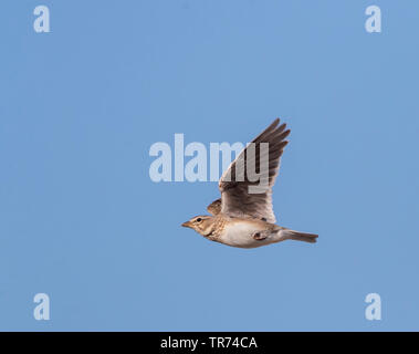 calandra lark (Melanocorypha calandra calandra), flying, Spain ...