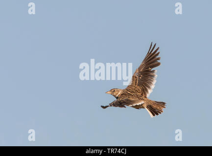 calandra lark (Melanocorypha calandra calandra), flying, Spain ...