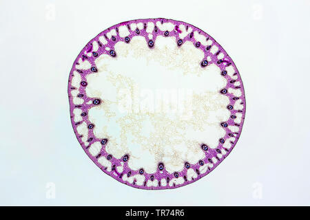 bog rush (Juncus spec.), cross section of a rush Stock Photo - Alamy