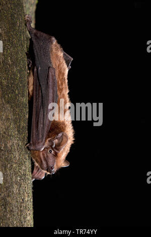 noctule (Nyctalus noctula), hanging on a tree trunk, Netherlands Stock ...