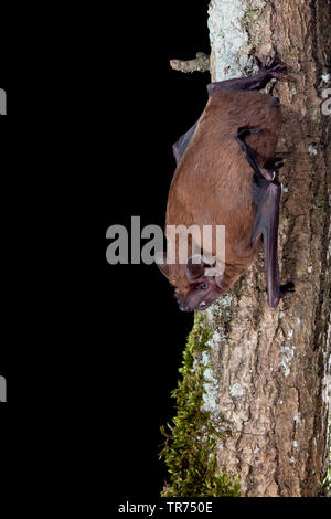 noctule (Nyctalus noctula), hanging on a tree trunk, Netherlands Stock ...