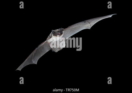 parti-colored bat (Vespertilio murinus), hunting at night, Netherlands ...