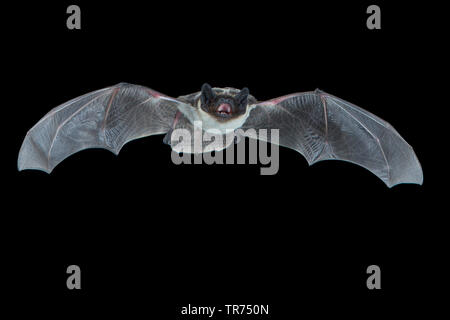 parti-colored bat (Vespertilio murinus), in a niche, Netherlands Stock ...