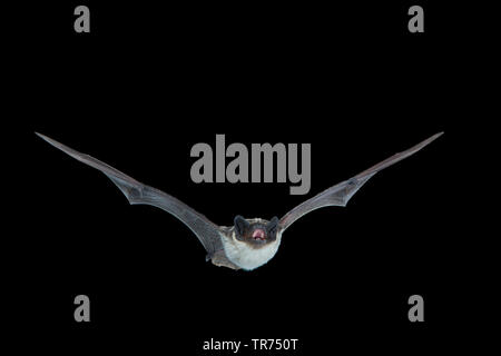 parti-colored bat (Vespertilio murinus), in a niche, Netherlands Stock ...