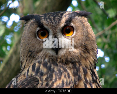 northern eagle owl (Bubo bubo), portrait, Germany, Rhineland-Palatinate ...