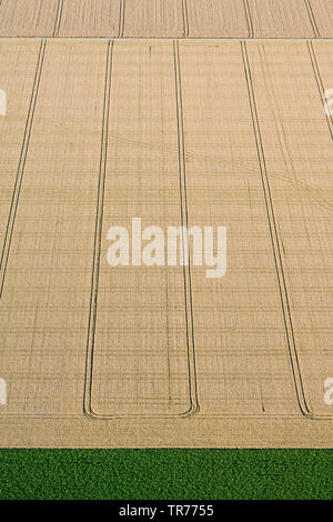 Cornfield in the Netherlands Stock Photo - Alamy