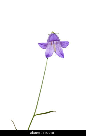 lady's-thimble, scotch bluebell, harebell (Campanula rotundifolia ...