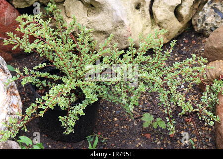 COTONEASTER HORIZONTALIS VARIEGATUS SYN COTONEASTER ATROPURPUREUS ...