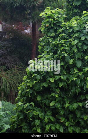 Yew medium hilly Stock Photo - Alamy