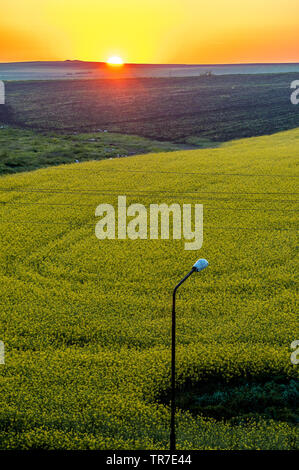 Field in Yambol, Bulgaria, morning sun Stock Photo - Alamy