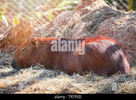 Capybara lying on ground on summer day in the capybara farm at national ...