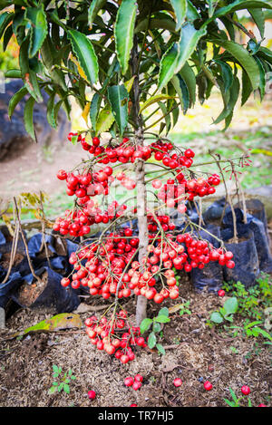 Asian wild cranberries / Ripe red cowberry on tree - Vaccinium ...