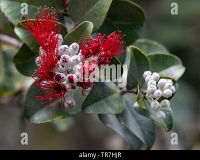 Red ‘ōhi‘a lehua closeup Stock Photo - Alamy