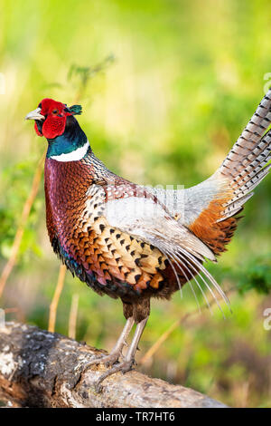 Male pheasant displaying during spring mating ritual Stock Photo - Alamy