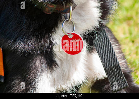 National Search and Rescue Dogs Association rescue dogs on exercise in ...