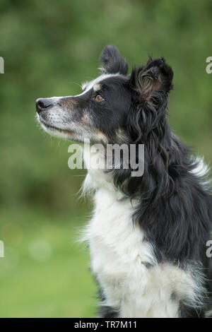 Side profile of Border Collie sheepdog standing and looking to the ...