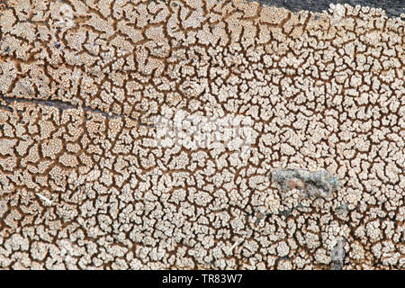 Merismodes anomala, a little cup-shaped cyphelloid fungus, forming ...