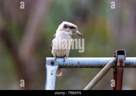 Kookaburra sitting on a Fence Post Stock Photo - Alamy
