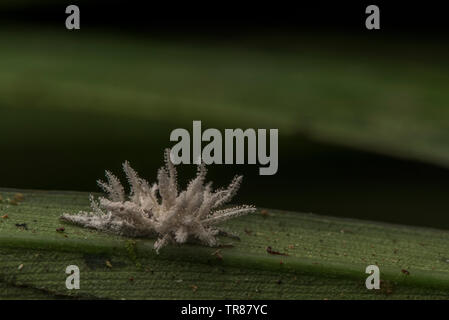 A parasitic entomopathogenic fungus that has taken over and killed this ...