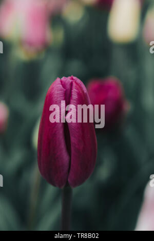 A beautiful flower field with a variety of colorful field flowers Stock ...