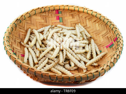 Worm bamboo / The worm liive in bamboo tube on hand from nature forest ...